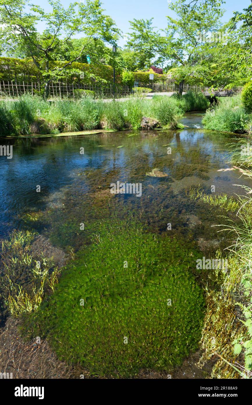 Oshino Hakkai Nigori pond Stock Photo - Alamy