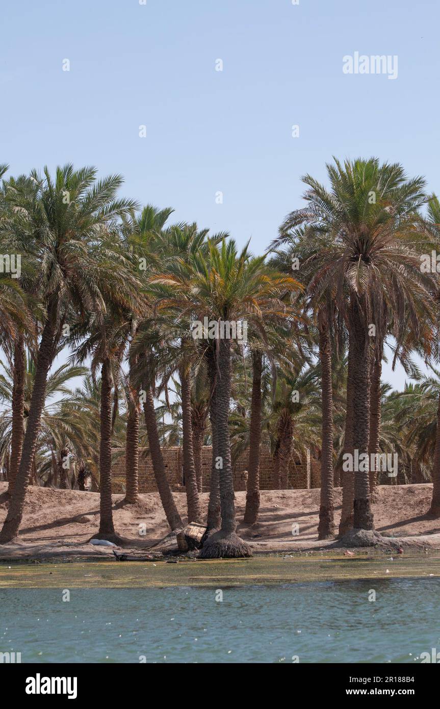 Palm Trees alongside the waterfront, Abu Zirig Marsh, Iraq Stock Photo ...