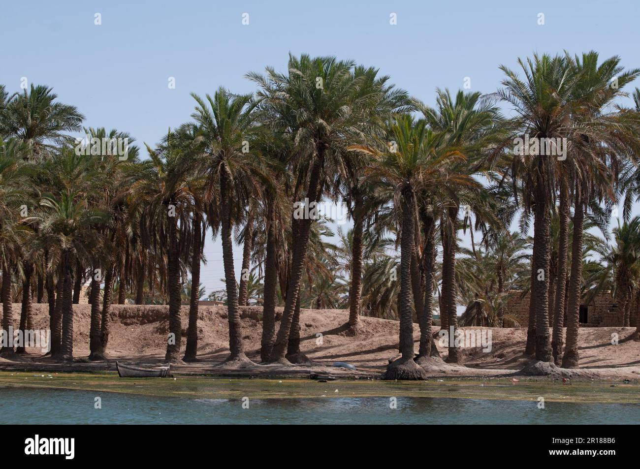 Palm Trees alongside the waterfront, Abu Zirig Marsh, Iraq Stock Photo ...