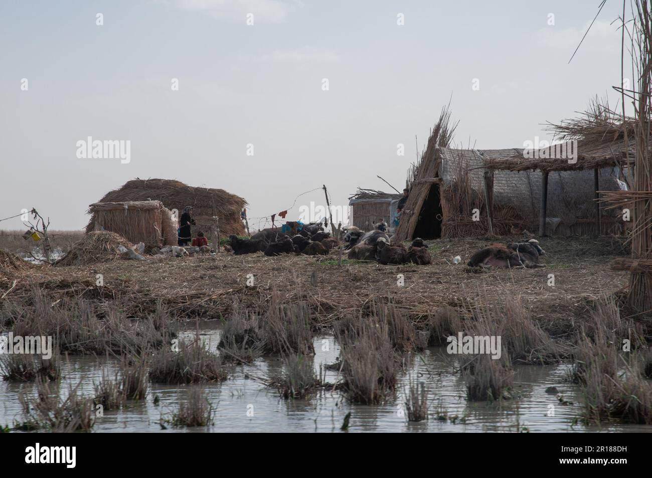 Water Buffalo outside traditional Reed dwellings of the Marsh Arabs ...