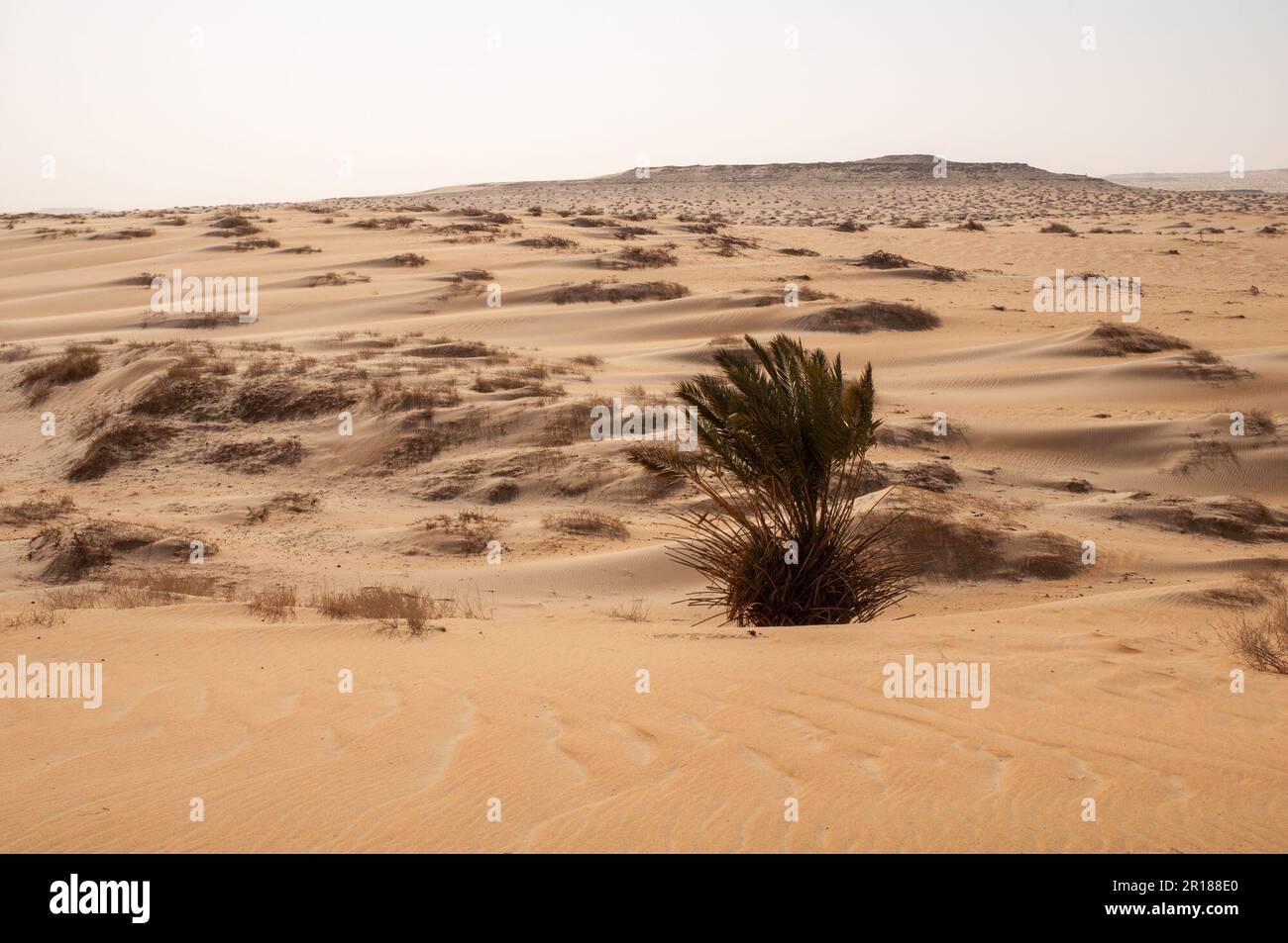 Desert, Saudi arabia Stock Photo - Alamy