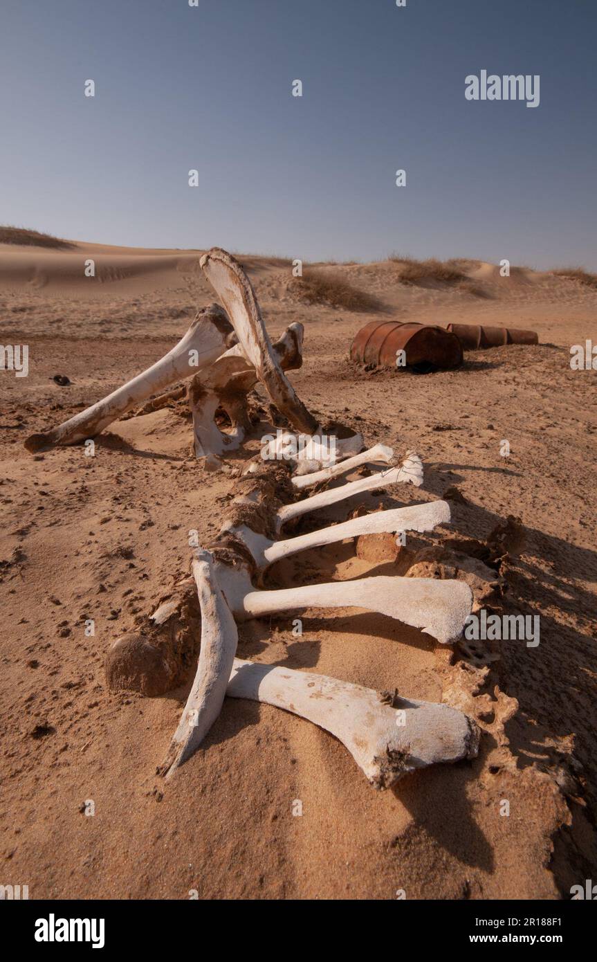 animal skeleton in the Saudi desert Stock Photo - Alamy