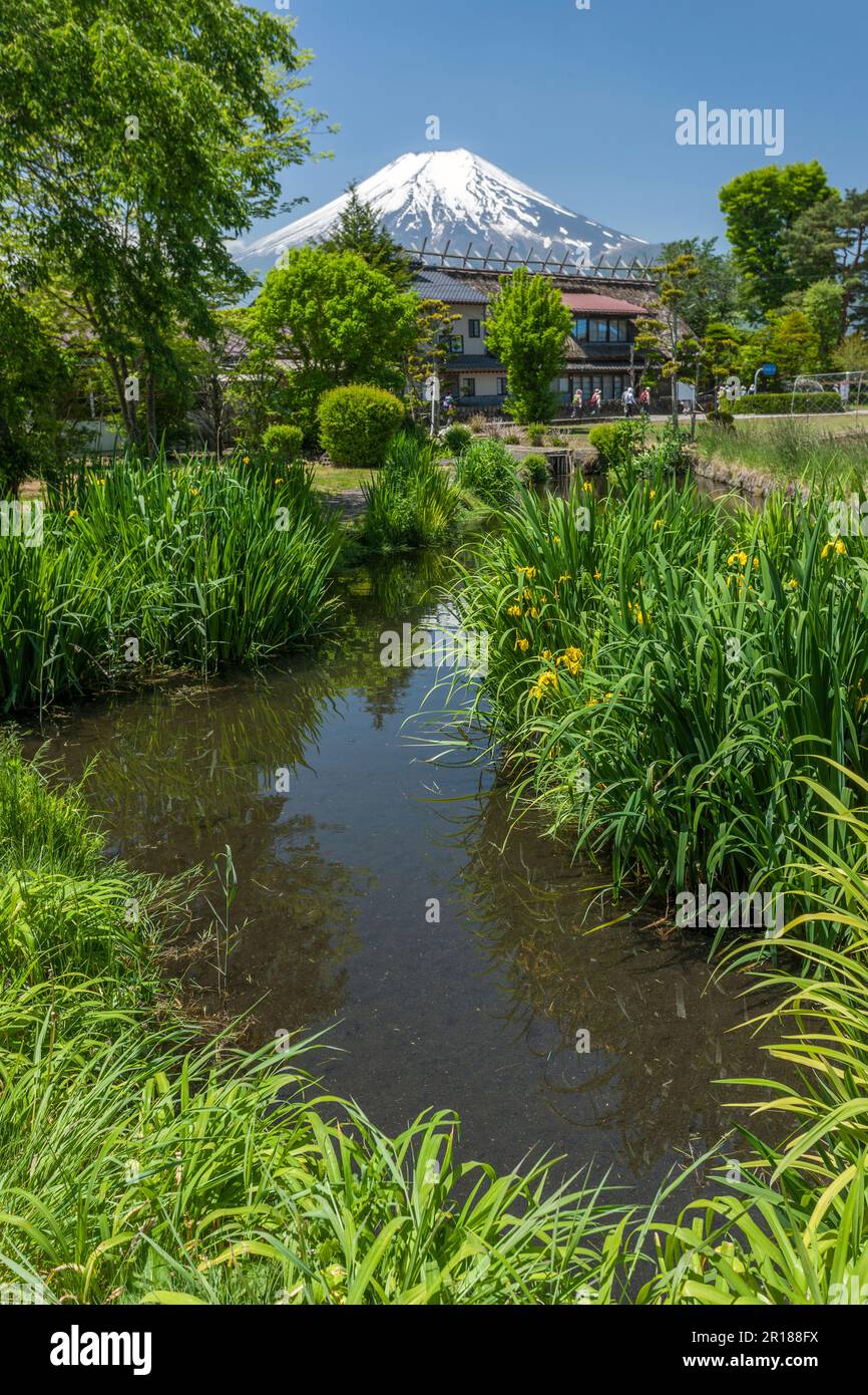 Shinobugusa hi-res stock photography and images - Alamy