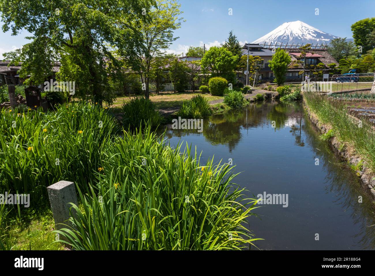 Shinobugusa hi-res stock photography and images - Alamy