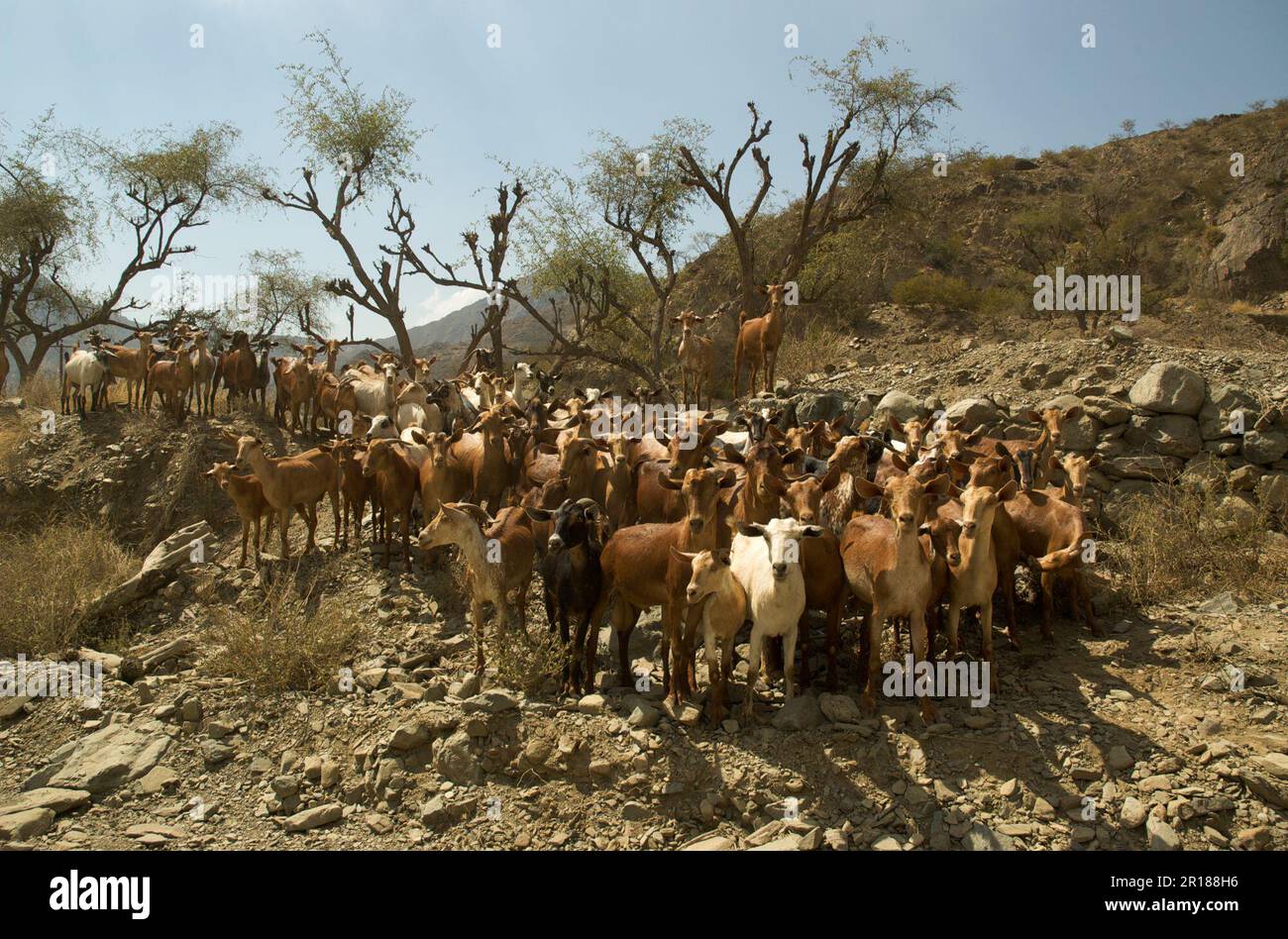 Mountain Goat herd, sir Mountains, Saudi Arabia Stock Photo - Alamy