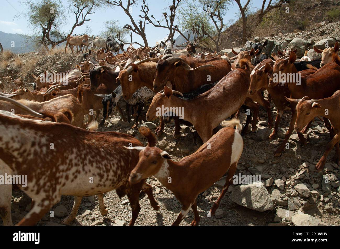 Asir saudi park hi-res stock photography and images - Alamy
