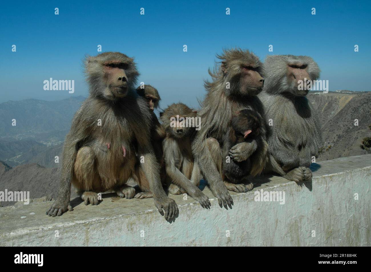 Mountain baboons, Asir Mountains, Saudi Arabia Stock Photo - Alamy