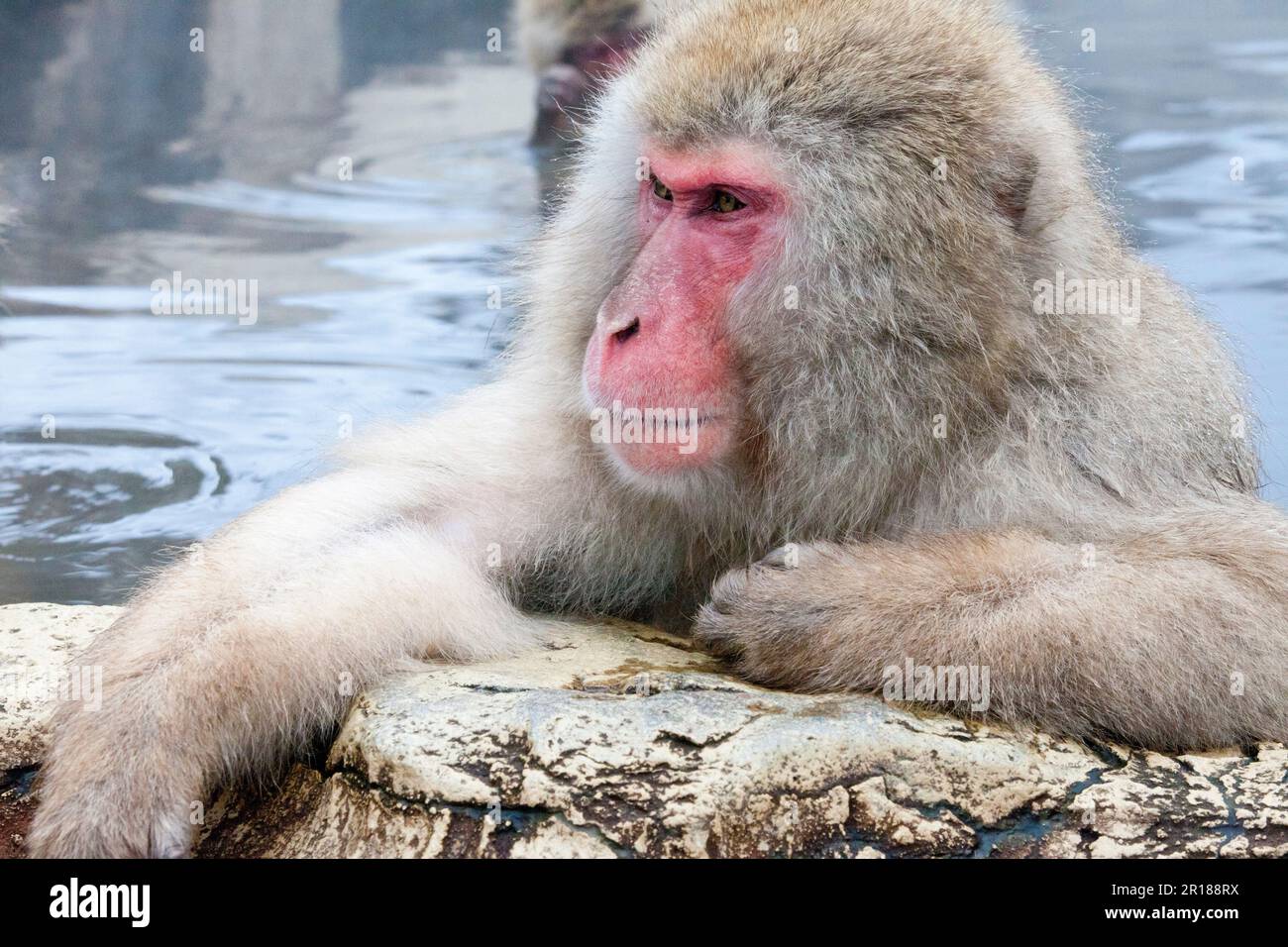 Monkey entering a hot spring in Jigokudani Monkey Park Stock Photo - Alamy