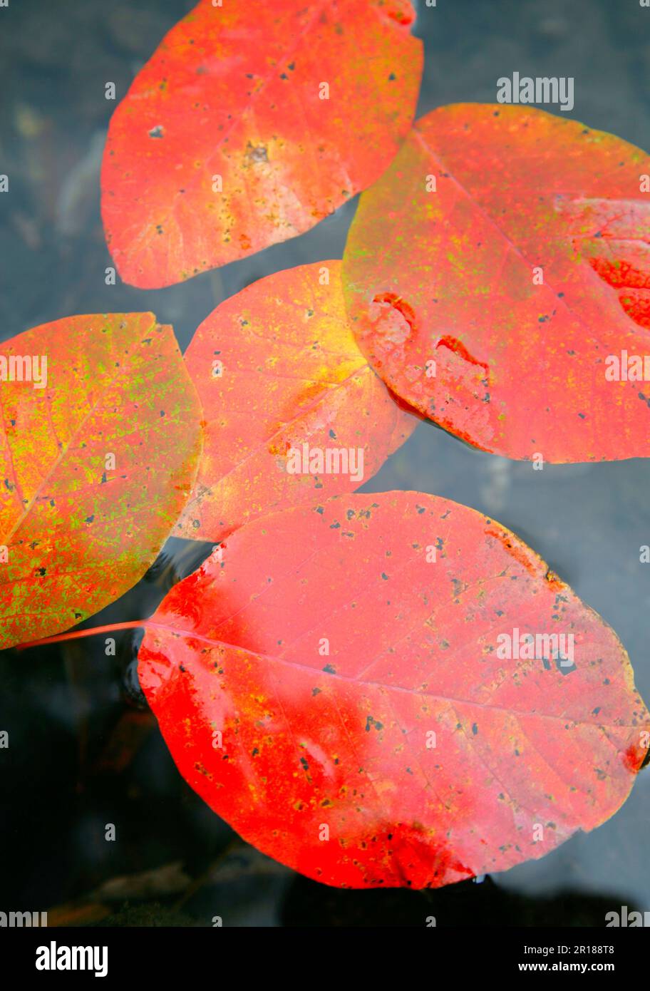 Leaves of poison ivy in autumn colors Stock Photo - Alamy