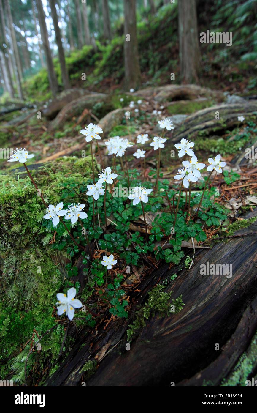 Coptis flower hi-res stock photography and images - Alamy