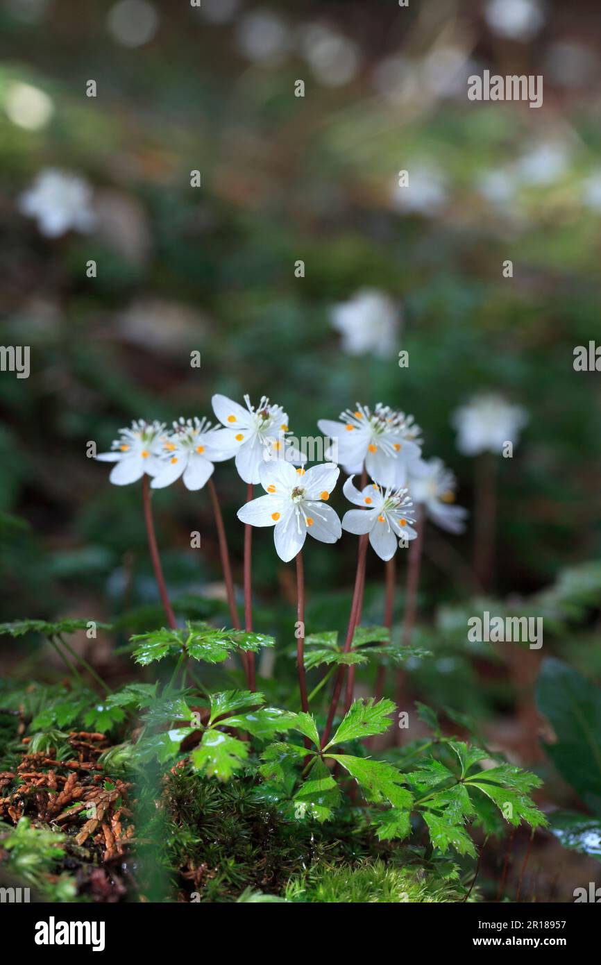 Coptis flower hi-res stock photography and images - Alamy
