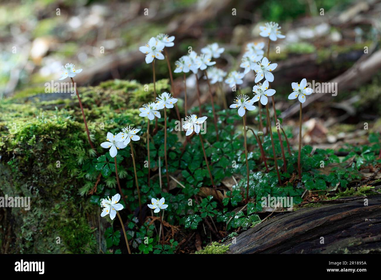 Coptis flower hi-res stock photography and images - Alamy