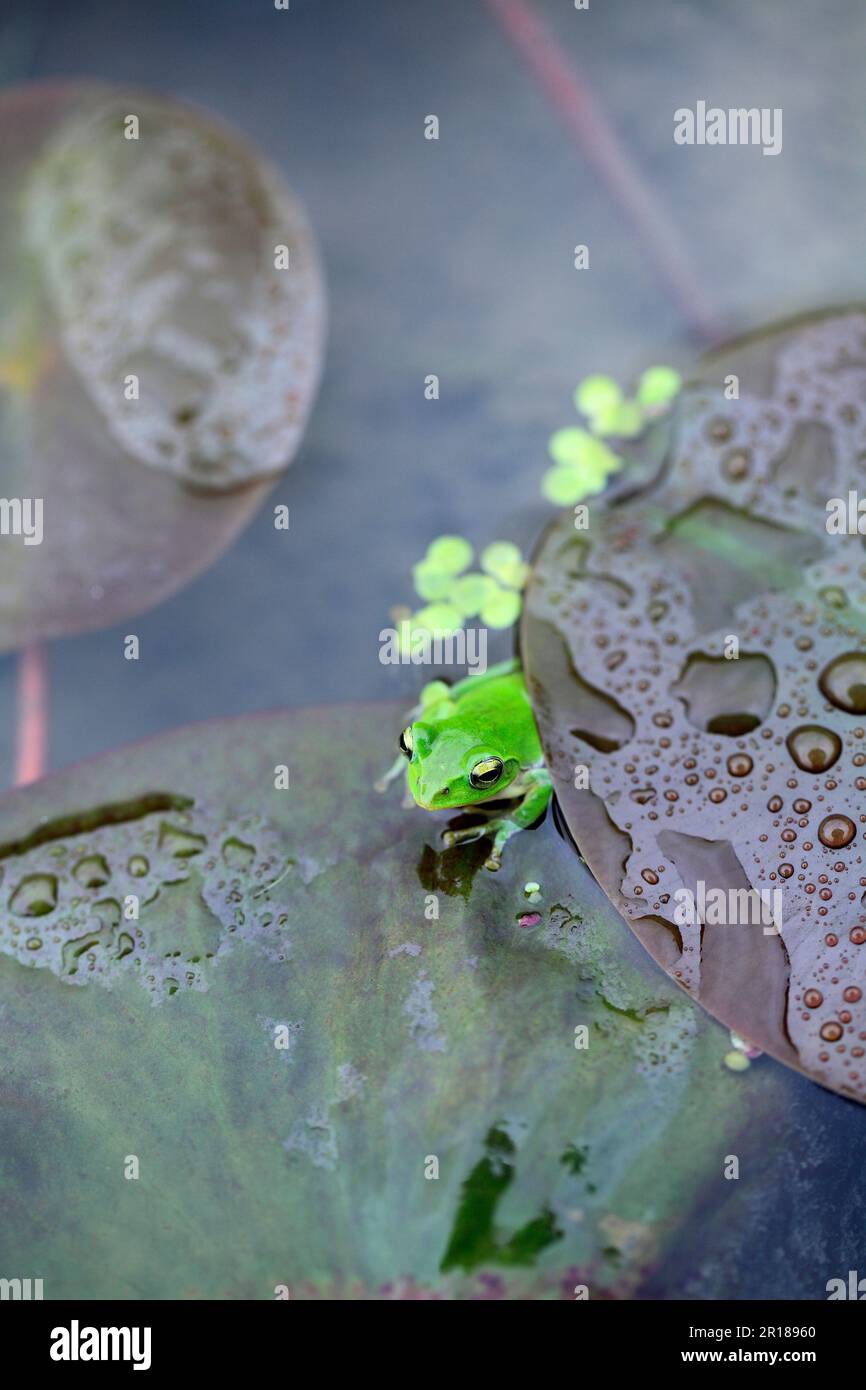 Frog and water lily hi-res stock photography and images - Alamy