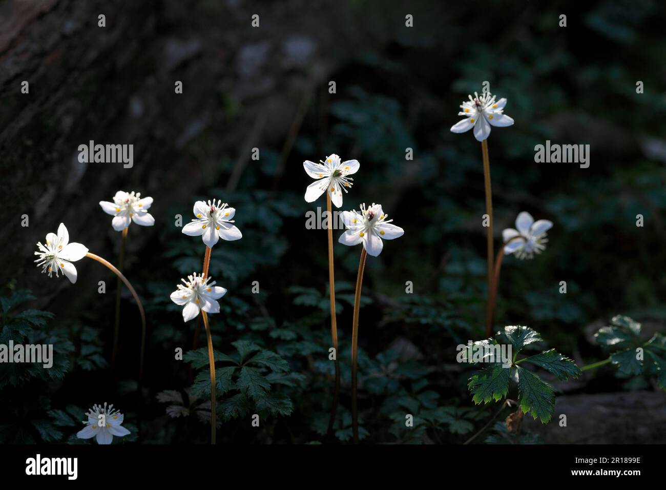 Coptis flower hi-res stock photography and images - Alamy