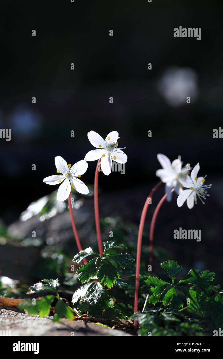 Coptis flower hi-res stock photography and images - Alamy