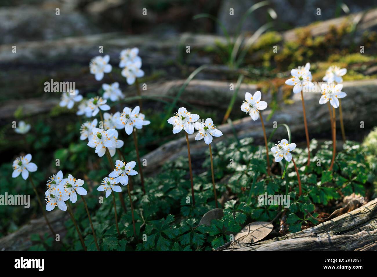 Shingu hi-res stock photography and images - Alamy
