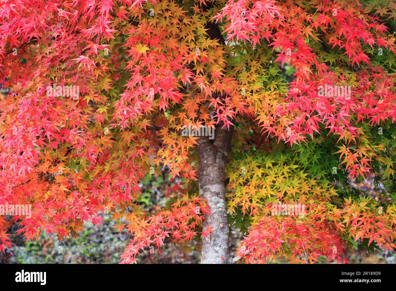 Momijigari viewing scarlet maple leaves hi-res stock photography and ...