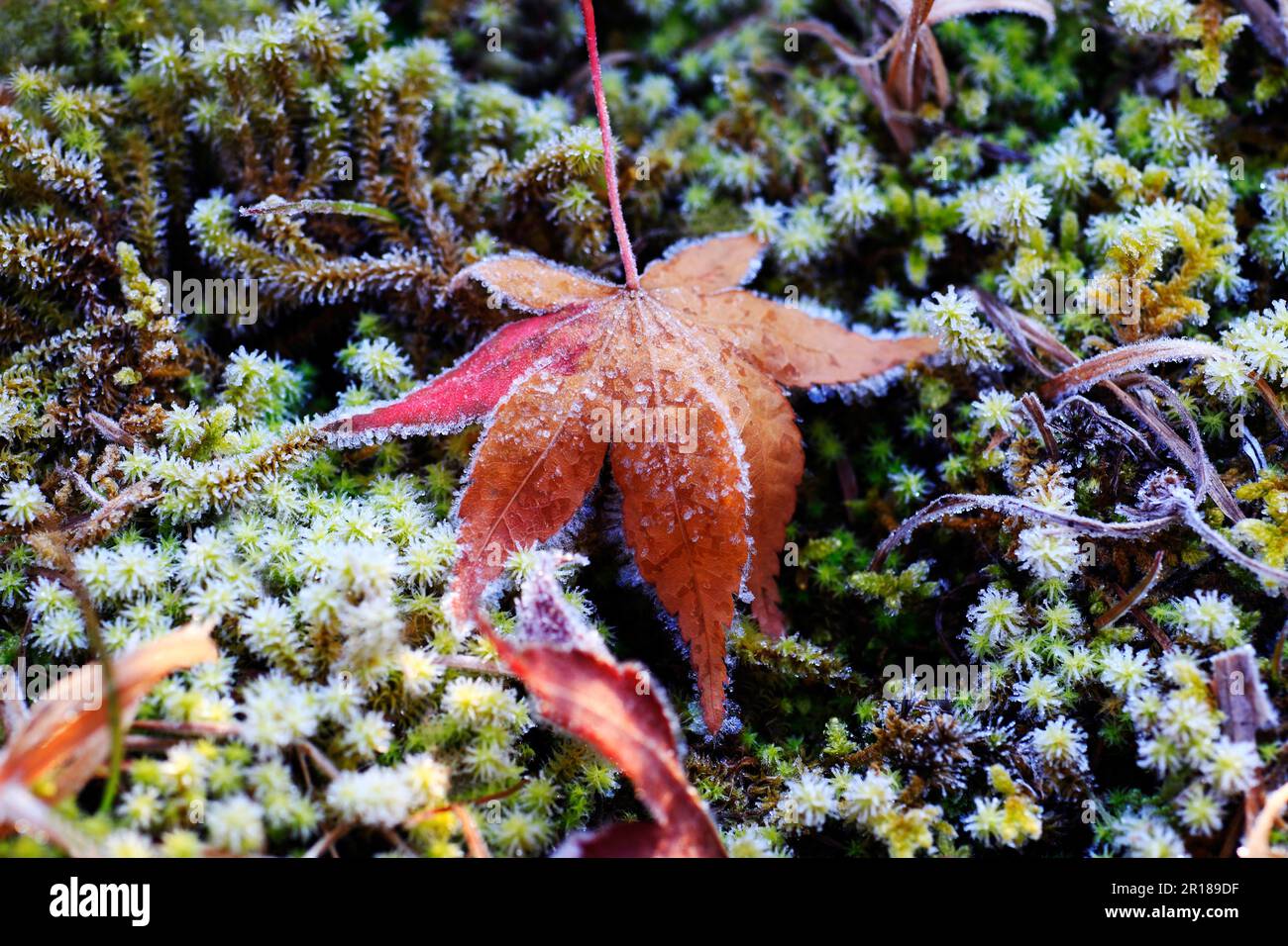 Frost leaves maple leaf hi-res stock photography and images - Alamy