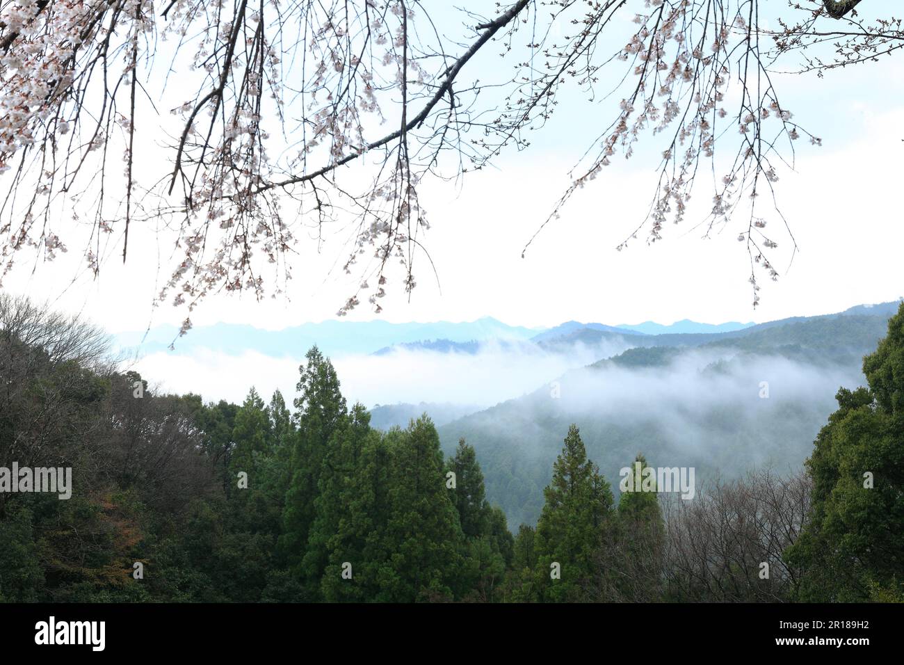 A line of mountains after rain looking upon a branch of sakura flowers ...