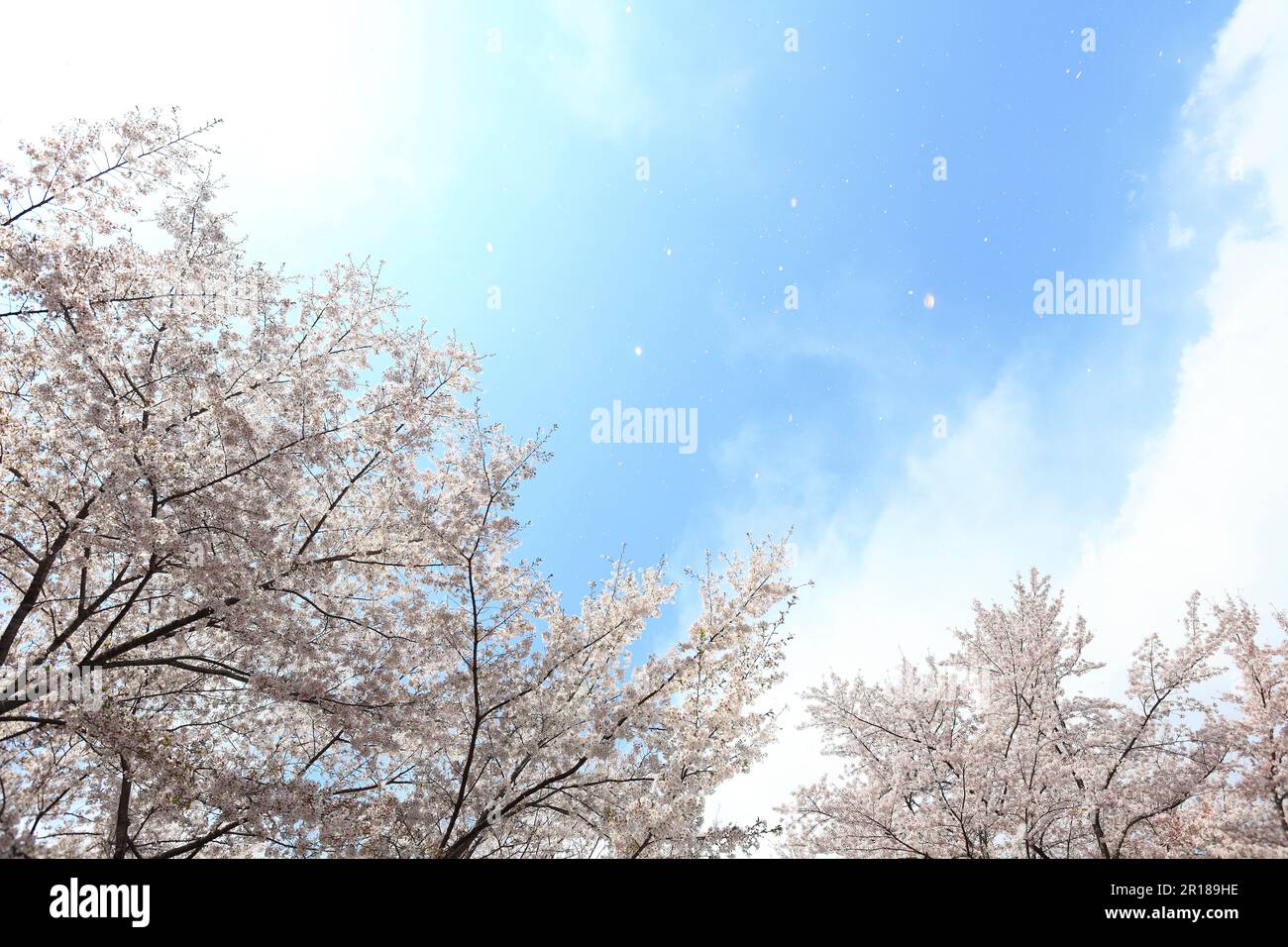 Cherry blossom petals falling hi-res stock photography and images - Alamy