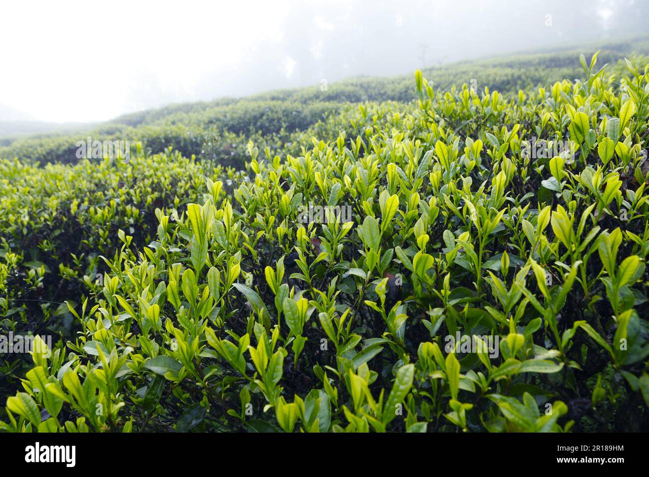 the tea fields of Otonashicya planted along Kumanokodo road Stock Photo - Alamy