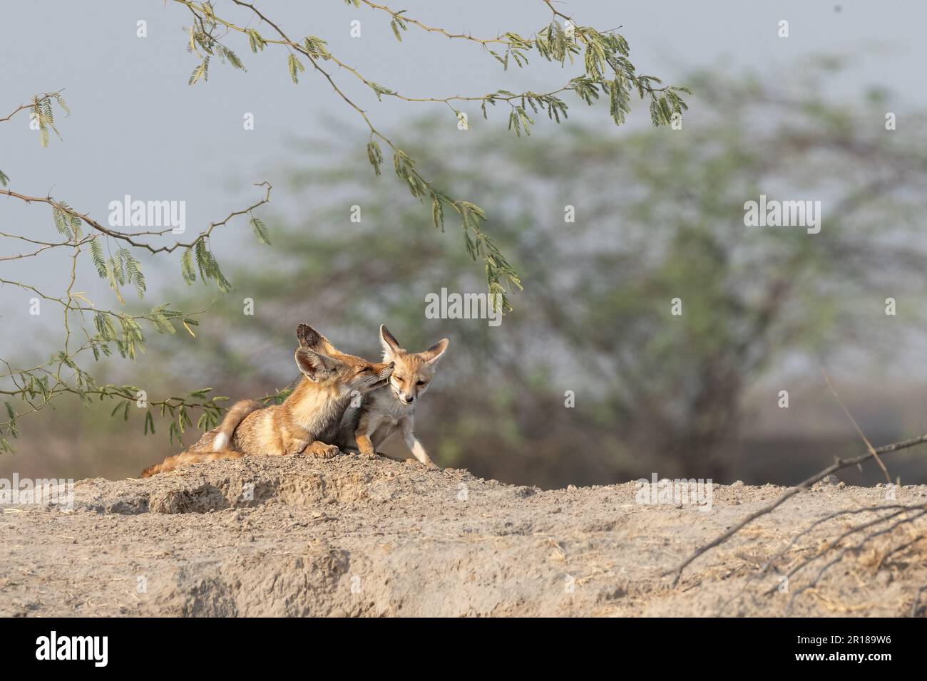 Foxes together hi-res stock photography and images - Alamy