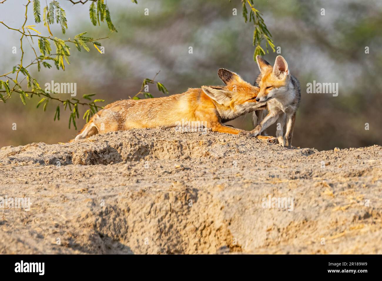 Foxes together hi-res stock photography and images - Alamy
