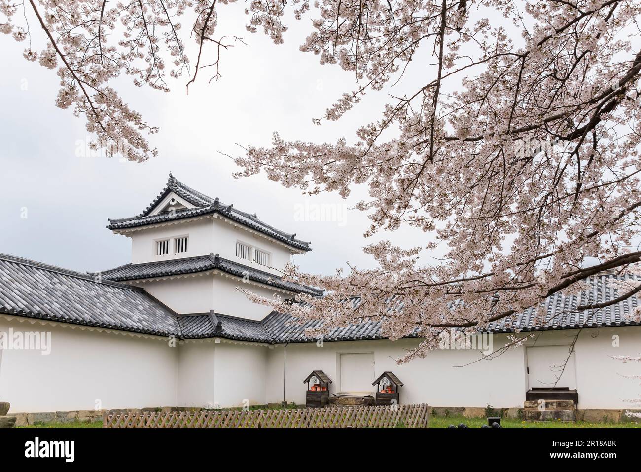 Nishinomaru three story pagoda at Hikonejo Castle seen beyond sakura ...