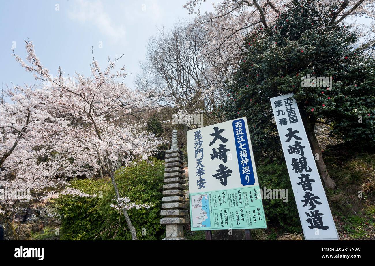 A guide plate and the cherry blossoms of Lake Biwa, lake Kaizu and ...