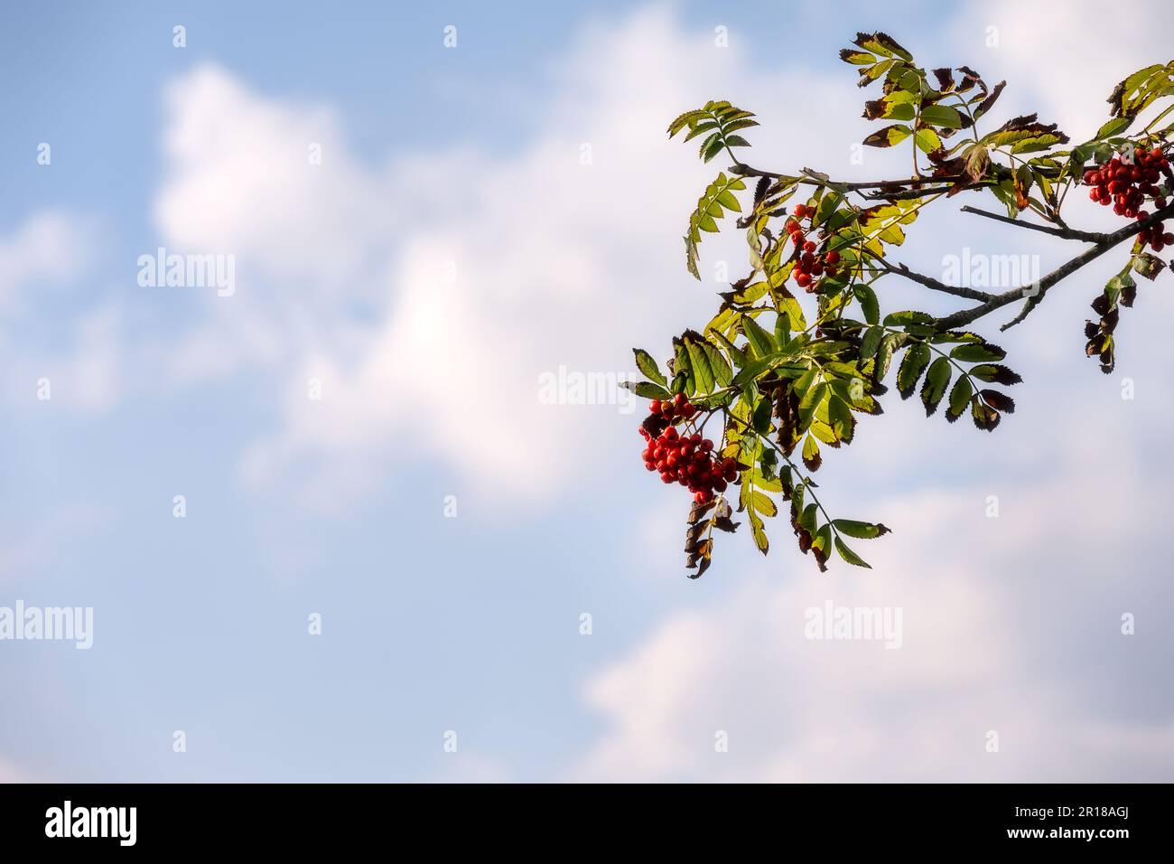 Sorbus aucuparia or rowan or mountain ash branch with leaves and ...