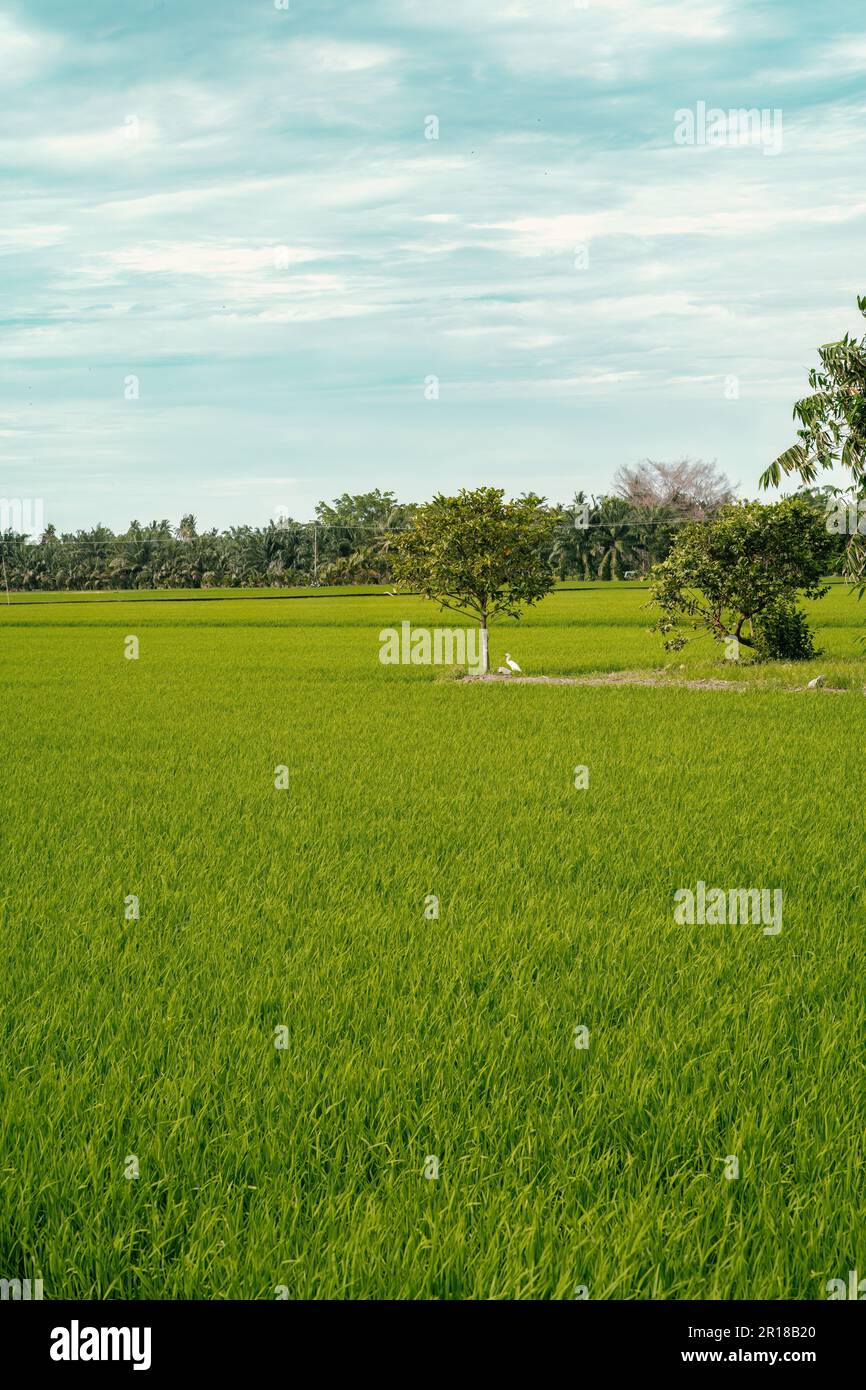 A green pady field with trees Stock Photo - Alamy