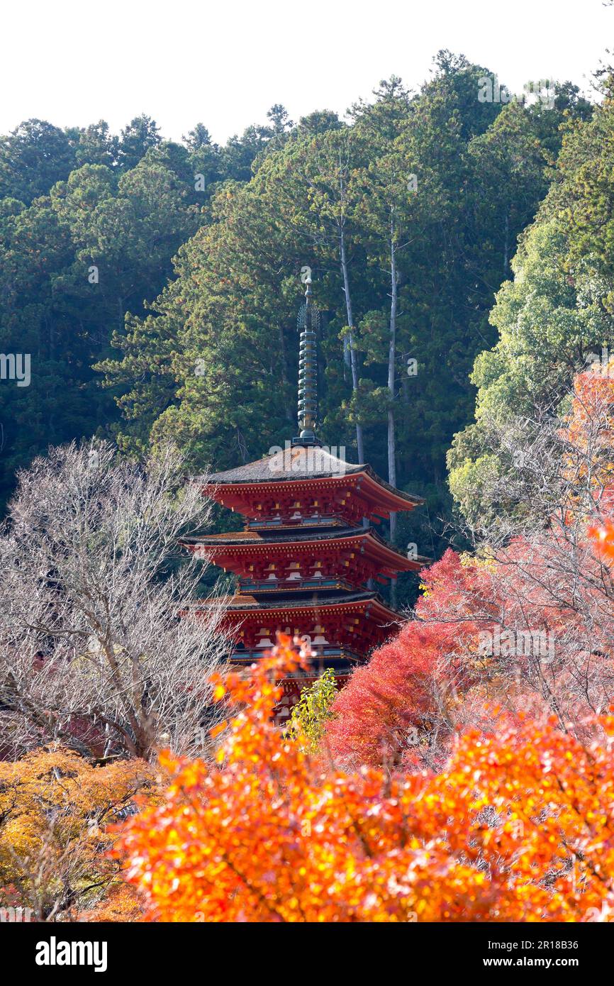 Autumn leaves and the five story pagoda of Hasedera temple from its ...