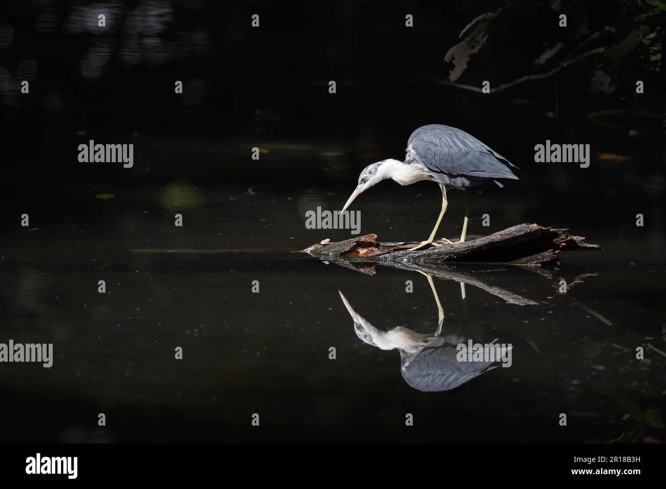 Little pied heron hi-res stock photography and images - Alamy