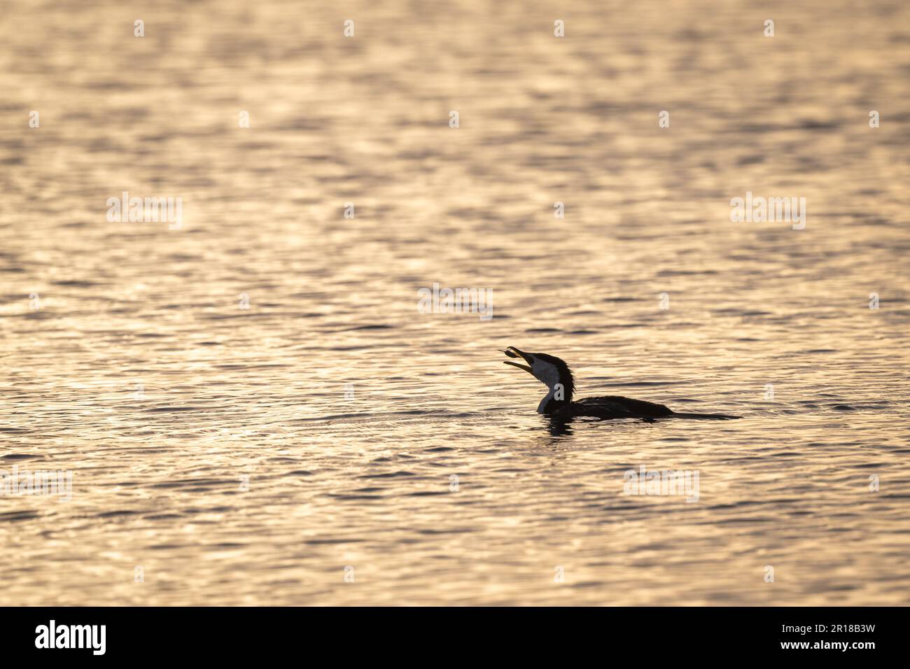 Australian Pied Cormorant swimming in open water in Rabi Bay, Cleveland ...