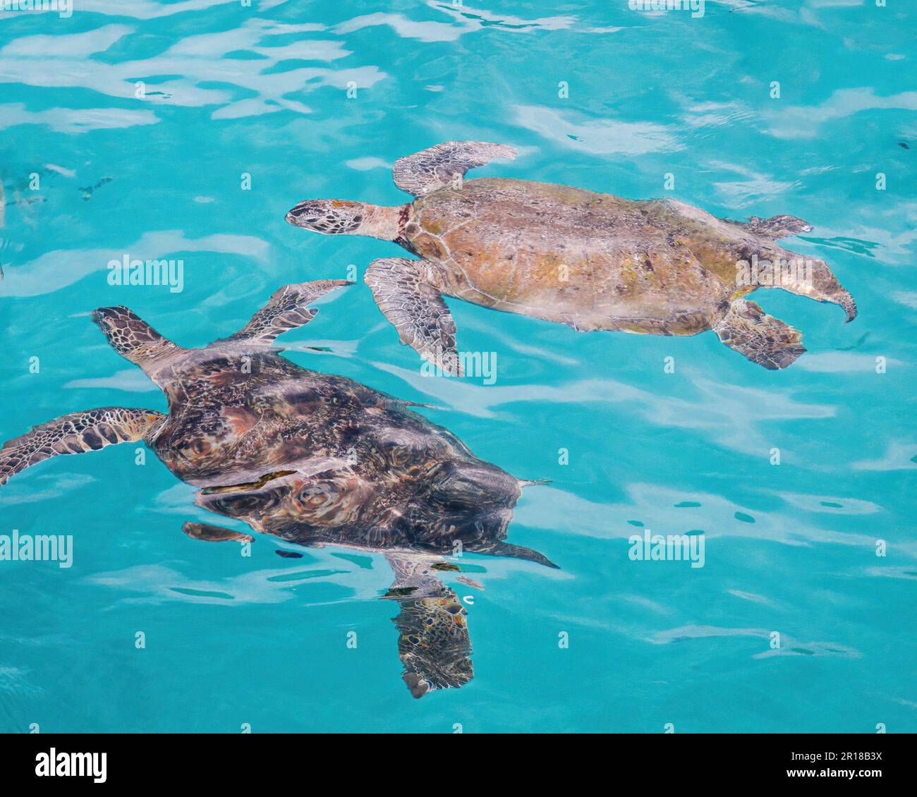 The two aquatic turtles swimming side by side in a sun-lit ocean ...