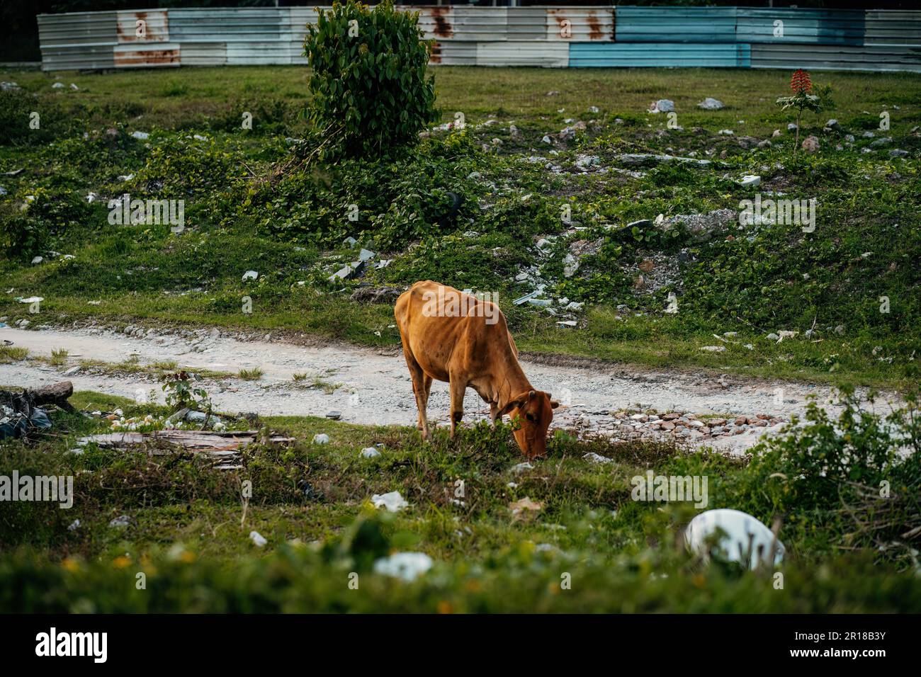A sad and unhealthy cow grazing near the landfill Stock Photo - Alamy