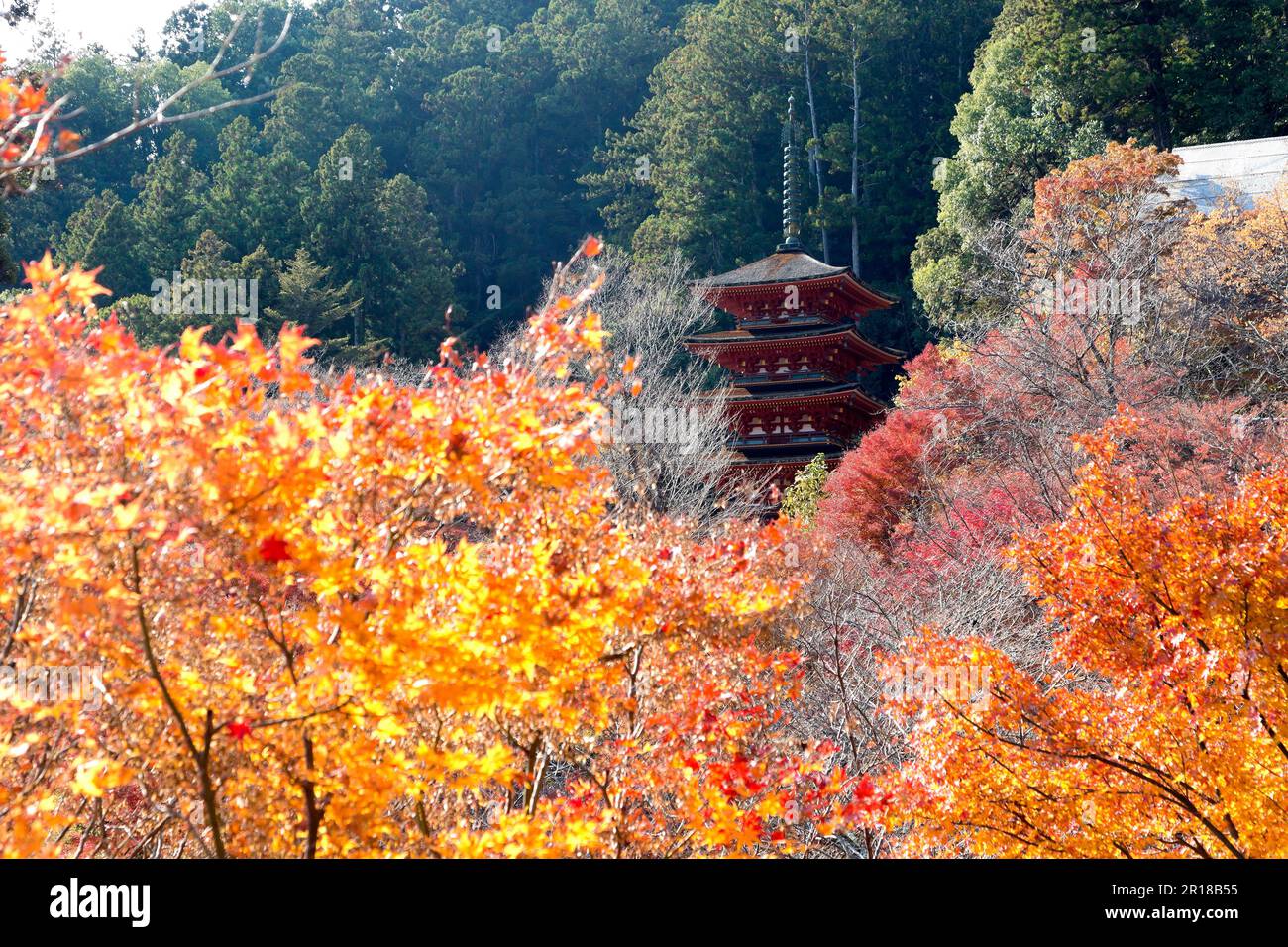 Five storied pagoda viewed over autumn leaves of Hasedera temple Stock ...