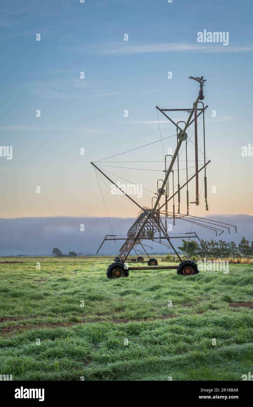 The rising sun slowly burns off the fog in a farm paddock of improved ...