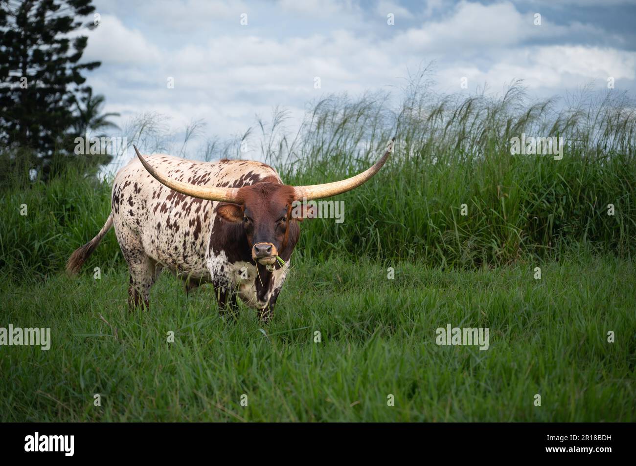 Texas Longhorn cattle standing in a vibrant green, long grassed paddock ...