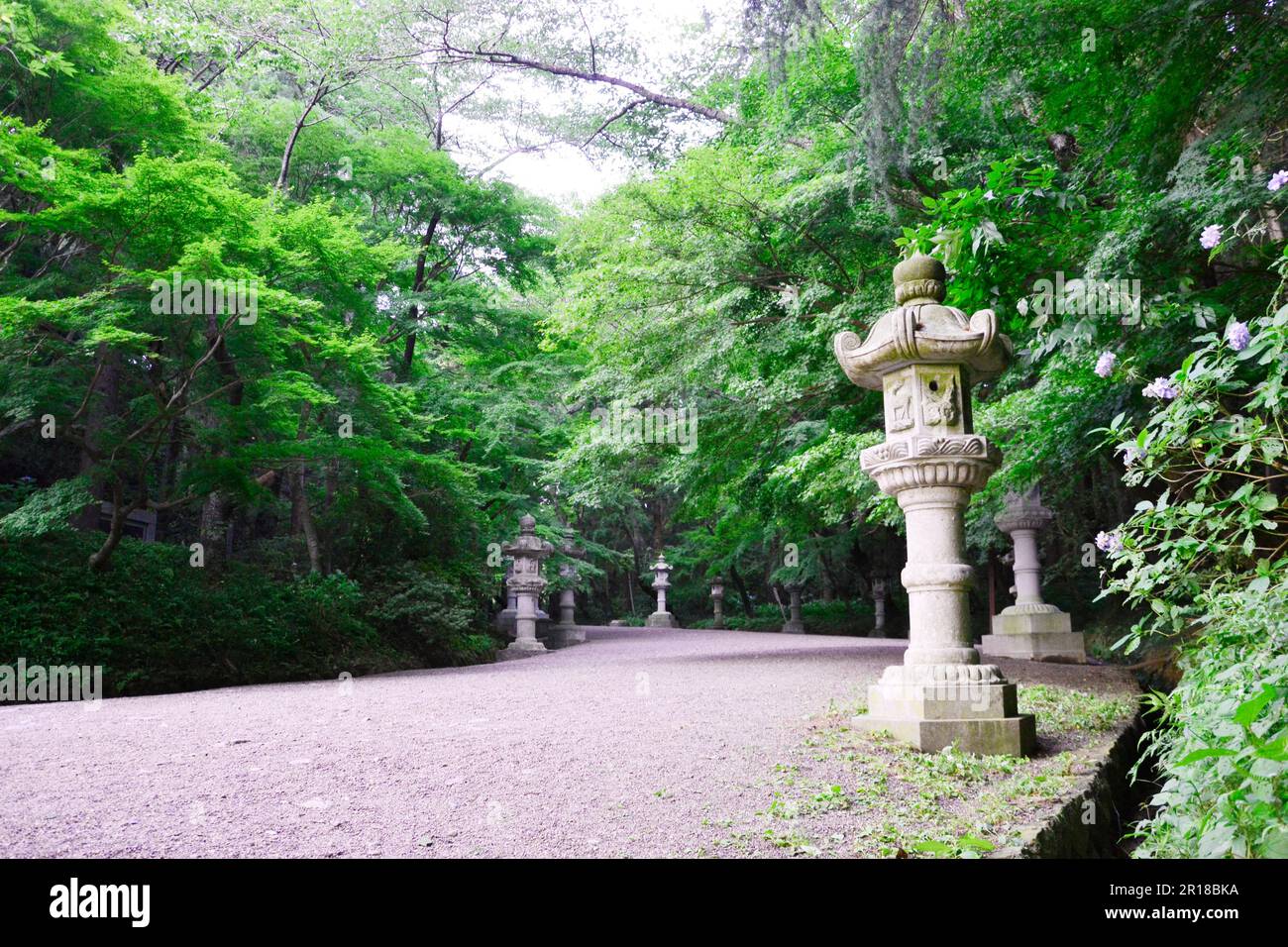 Katori Shrine Forest Stock Photo - Alamy