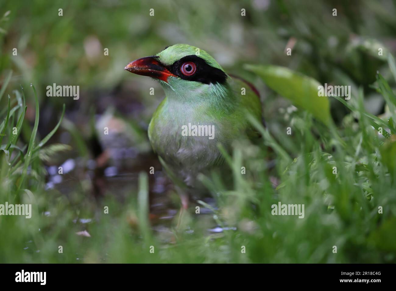 Green magpie hi-res stock photography and images - Alamy