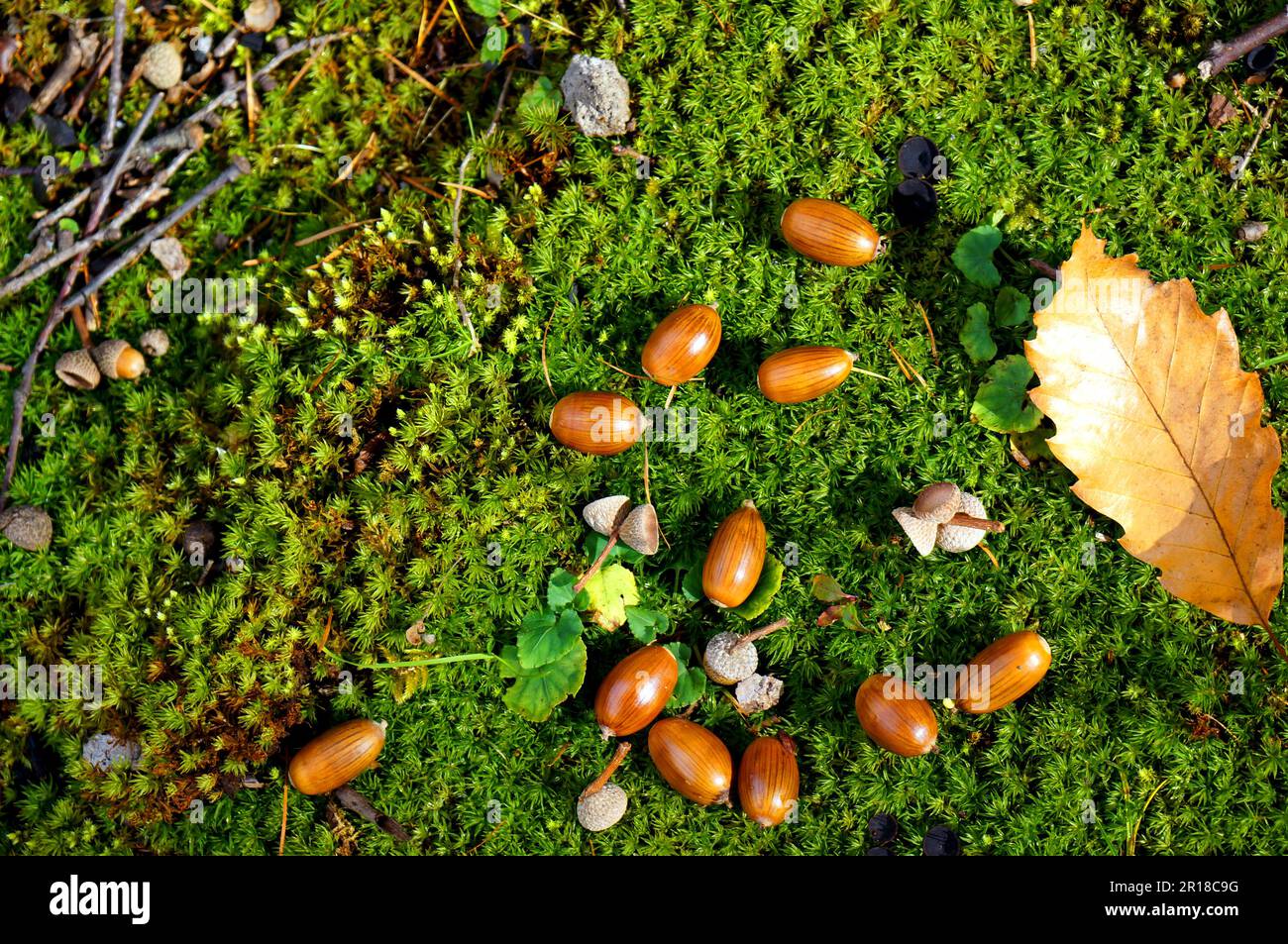 Beautiful autumn leaves acorns hi-res stock photography and images - Alamy