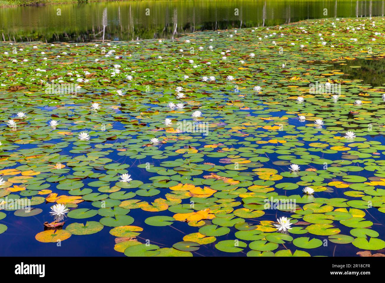 Lily marshes hi-res stock photography and images - Alamy