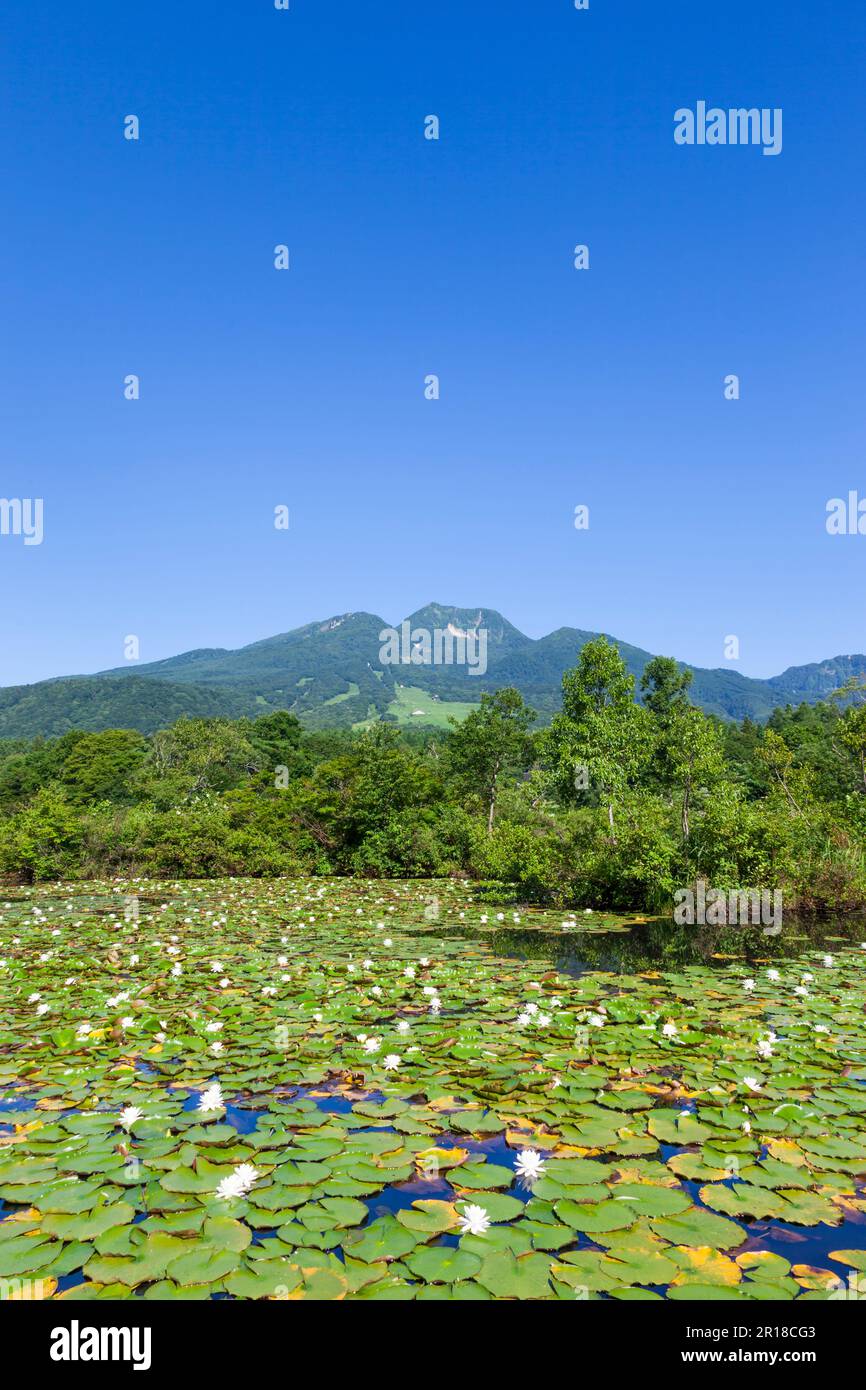 Blooming water lilies at Imori Lake and Mt. Myoko Stock Photo - Alamy