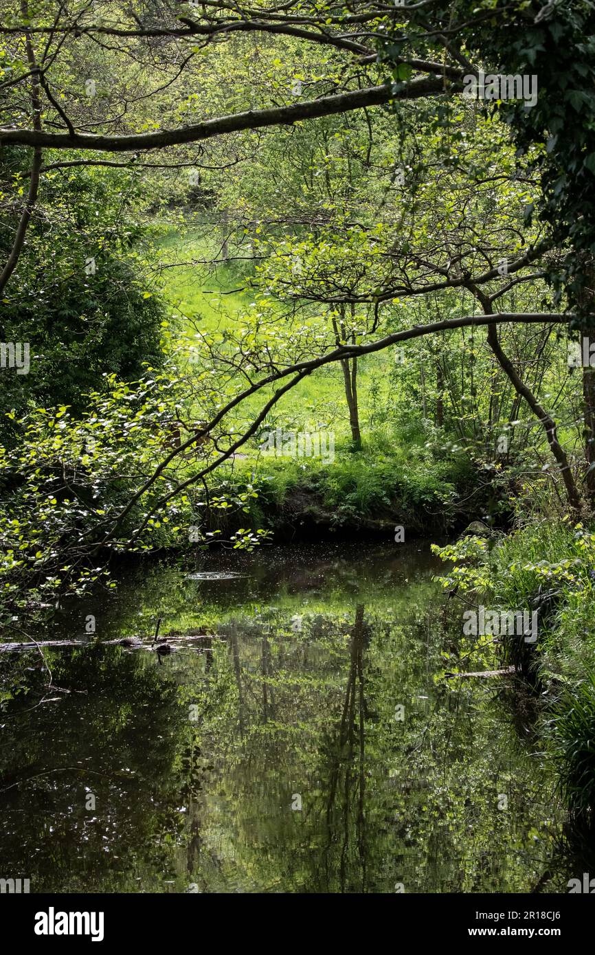 Spring sunshine penetrates the fresh foliage on trees overhanging the ...