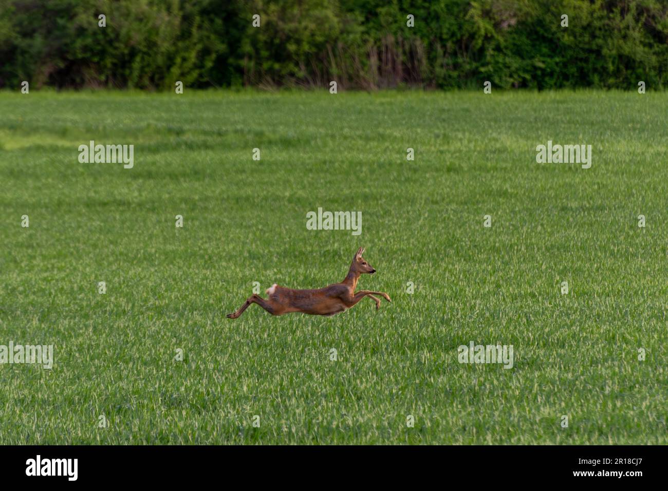 Graceful Roe Deer in Natural Habitat: Stunning wildlife photo capturing ...