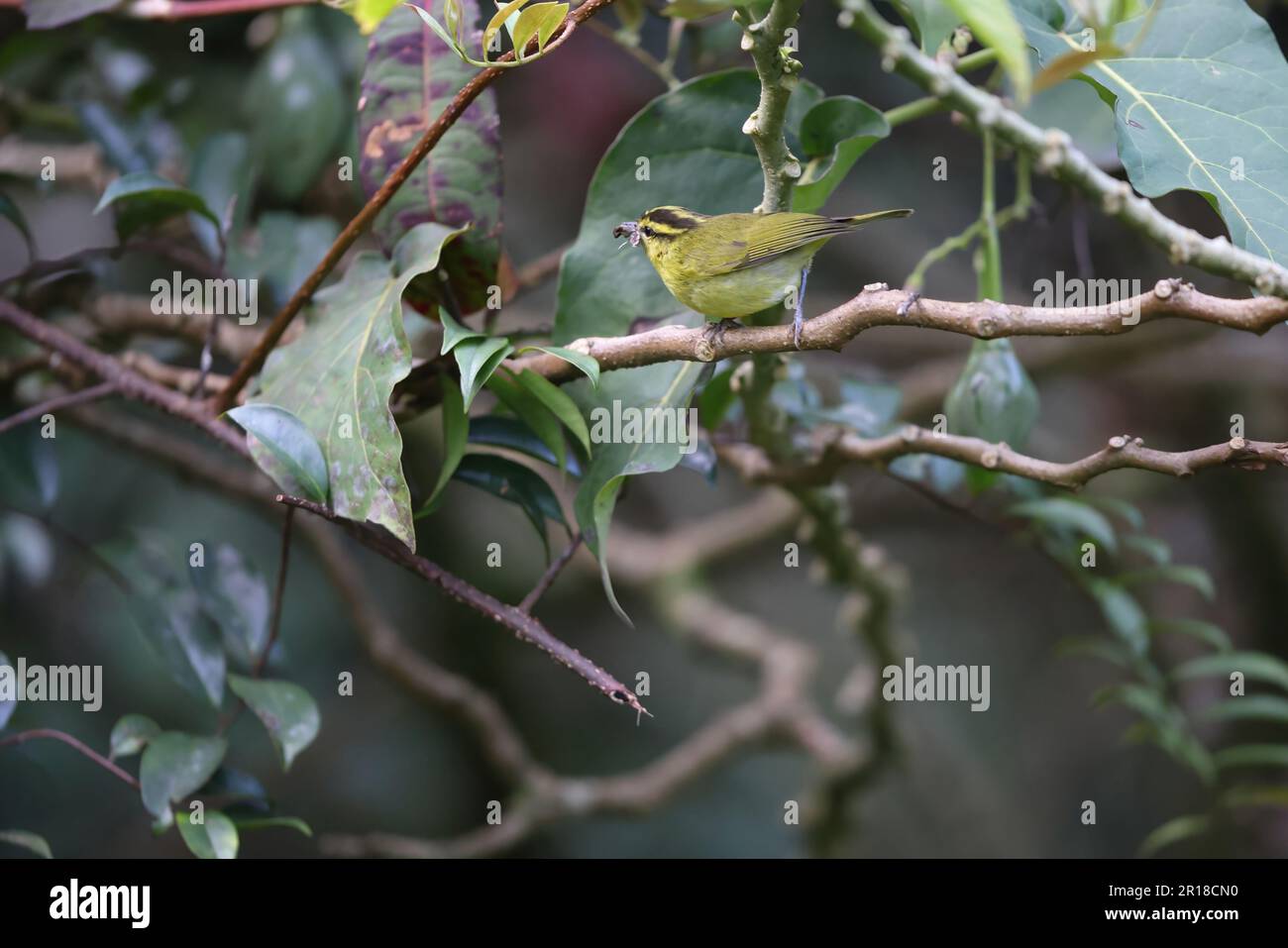 Mountain Leaf Warbler (Phylloscopus trivirgatus kinabaluensis) in Sabah ...