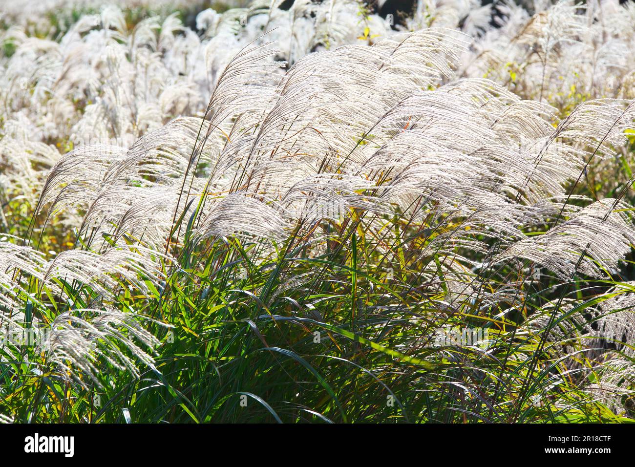 Japanese plume grass of Hiruzen plateau Stock Photo - Alamy
