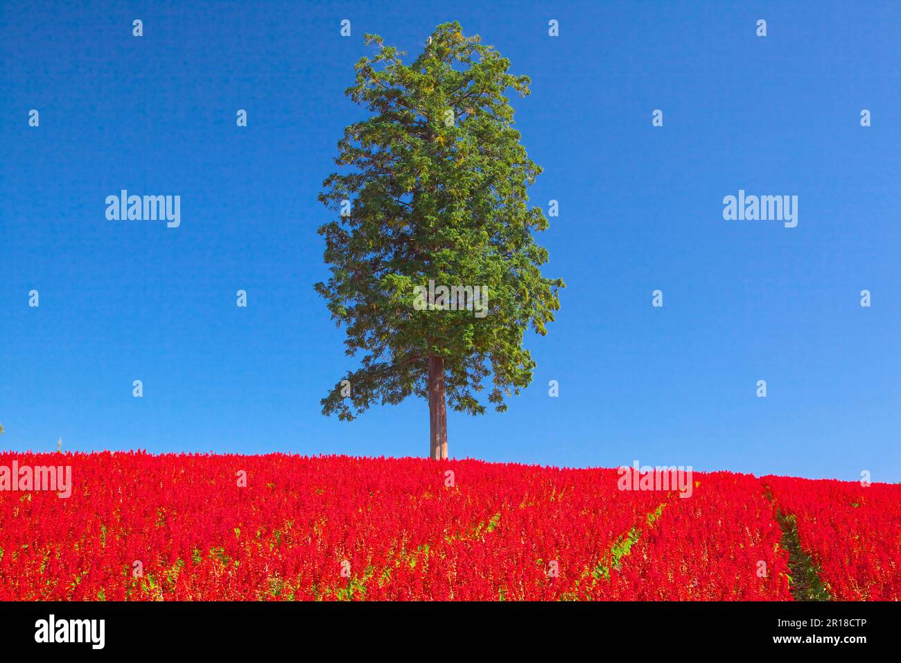 Tottori flower corridor blooming salvia Stock Photo - Alamy