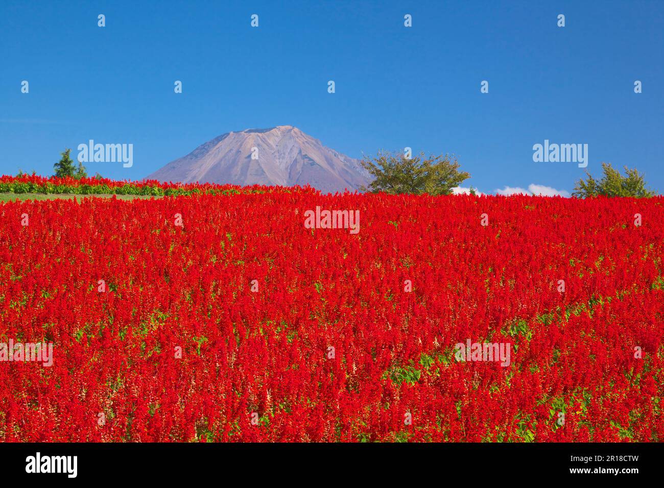 Oyama and Tottori flower corridor blooming salvia Stock Photo - Alamy
